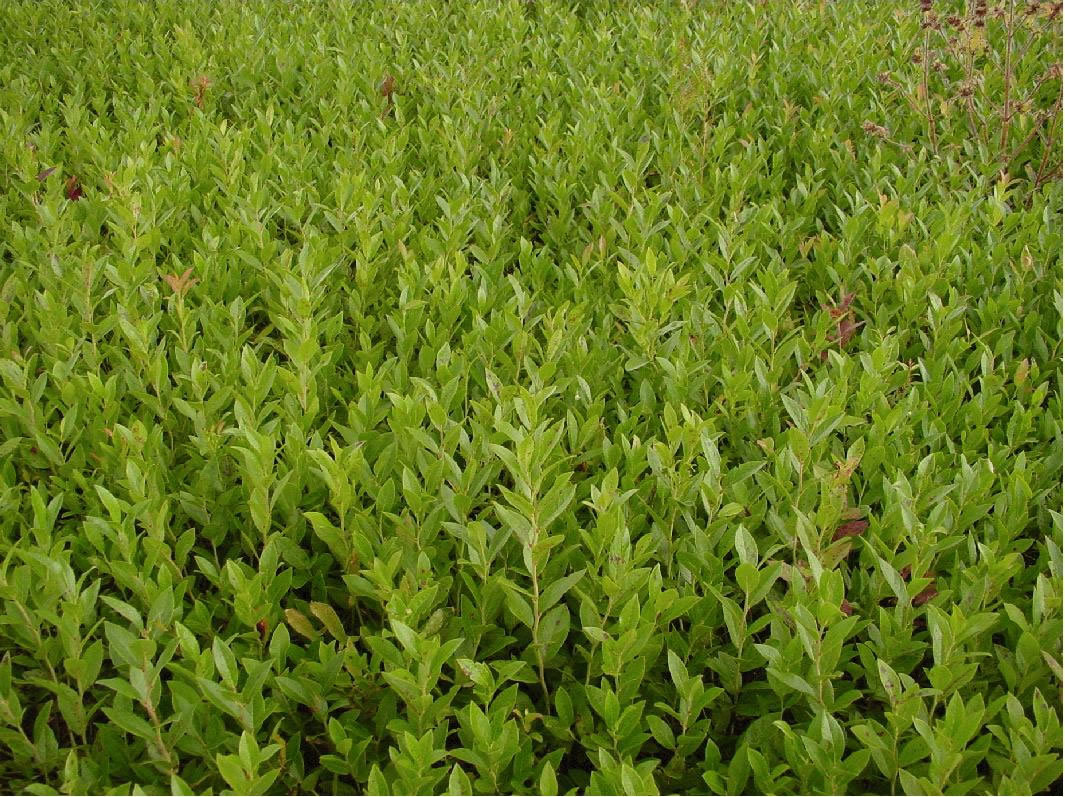 Growth and Development - Welcome to the Wild Blueberry Network ...