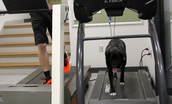 Dogs can walk with owners at Dalhousie AC gym - Faculty of Agriculture ...
