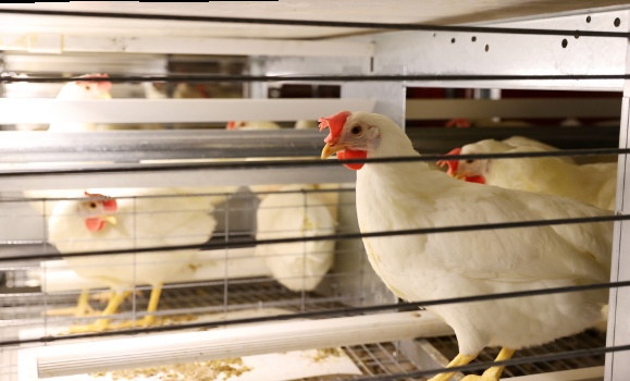 Welcome to our coop! Housing upgrade at Atlantic Poultry Research ...