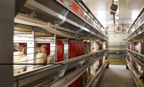 Welcome to our coop! Housing upgrade at Atlantic Poultry Research ...