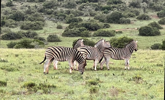 Wildlife Ecology in South Africa - Faculty of Agriculture - Dalhousie ...