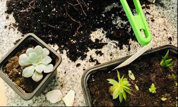 The culture of plants in prison - Faculty of Agriculture - Dalhousie ...