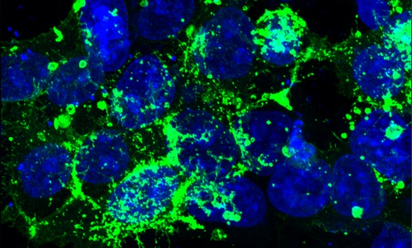 Virology - Department of Microbiology & Immunology - Dalhousie University