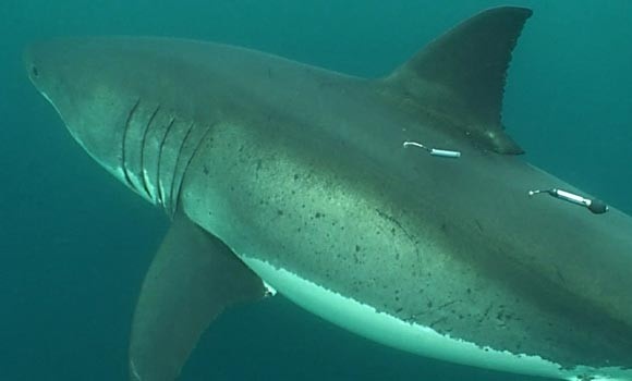 The Pacific Ocean's corridors of life - Dal News - Dalhousie University