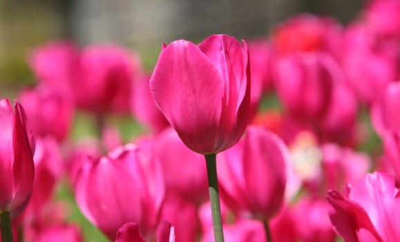 Inside Dal's yearly makeover - Dal News - Dalhousie University