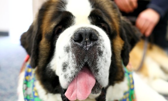 Video: Students visit with cute, cuddly canines at the "Puppy Room ...