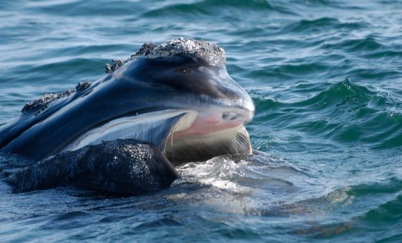 Right whales may abandon protected feeding habitats in search of food ...