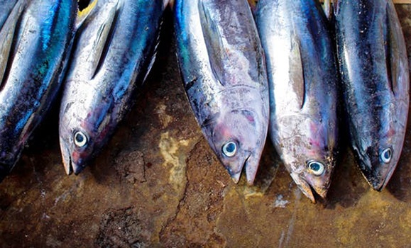 The Conversation: Here’s why your sustainable tuna is also ...