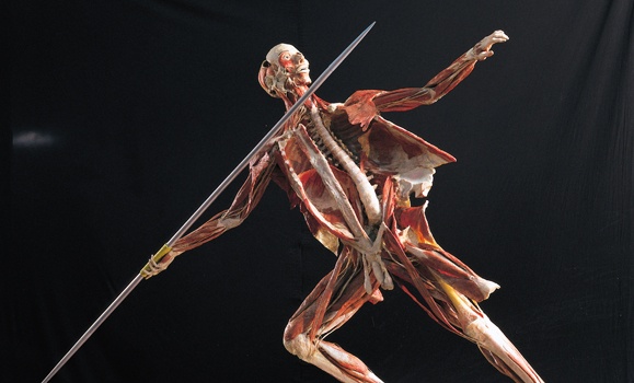 Body talk: Dal volunteers bring museum exhibit to life - Dal News ...