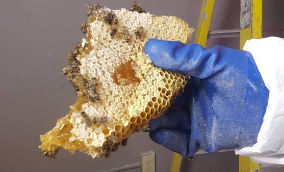 True Bee‑leavers? Hardly! - Dal News - Dalhousie University