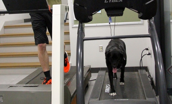 Jogs with dogs - Dal News - Dalhousie University