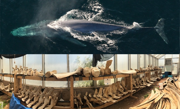 Reconstructing the ocean's greatest giant - Dal News - Dalhousie University