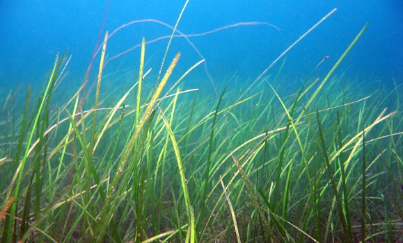 Measuring human impact on coastal ecosystems - Dal News - Dalhousie ...