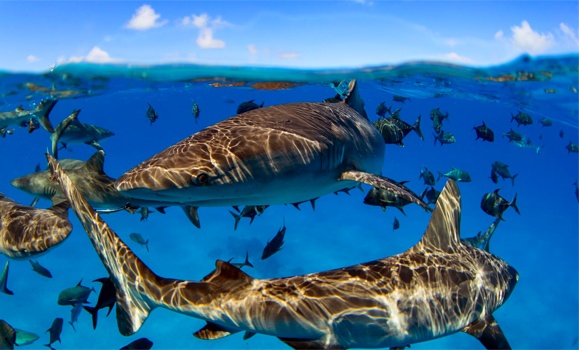 Researchers say rebuilding marine life is achievable by 2050, but could ...