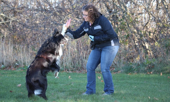 'Paws'‑itive animal training: Online extended learning course offers ...