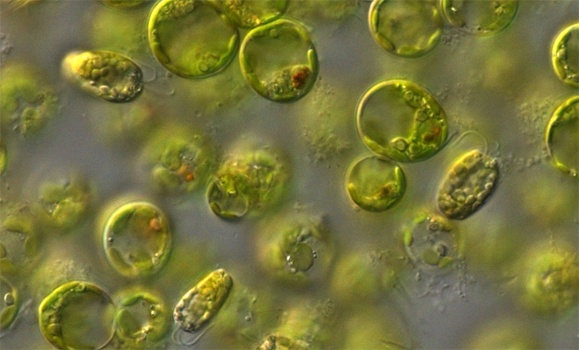 Decoding the ocean's DNA - Dal News - Dalhousie University