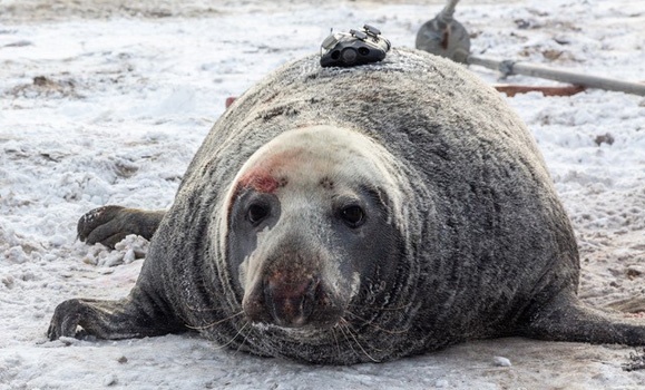 Lost and found: The story of a missing grey seal camera - Dal News ...