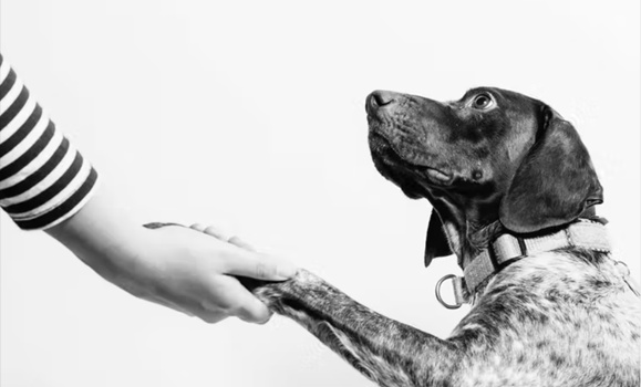 Yes, your dog can understand what you’re saying — to a point - Dal News ...