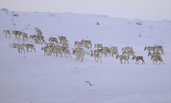 What the declining caribou populations — and total hunting ban — mean ...