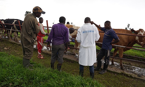 Dal researchers help Rwanda contain lethal virus outbreak threatening ...