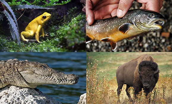 Humans exact 'supersized' toll on world's ecosystems, international ...