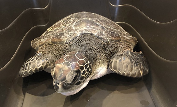 A rare survivor: Team rescue effort ends in spectacular triumph for ...