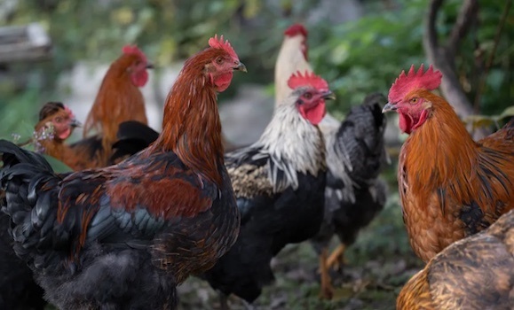 Fowl language: AI is learning to analyze chicken communications to help ...