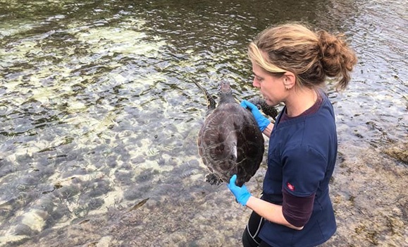 'A great ending': Rescued sea turtle released back into the ocean in ...