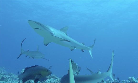 Dal scientist adds expertise in global effort to save the world's reef ...