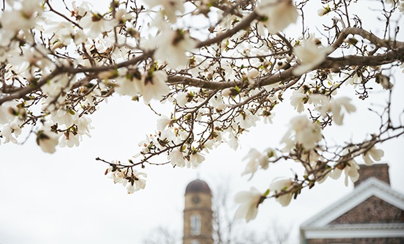 Dalhousie's magnolia tree is in full bloom — and it's spectacular - Dal ...