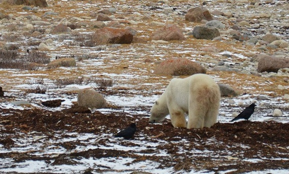 What polar bear poop can tell us about the future of the vulnerable ...