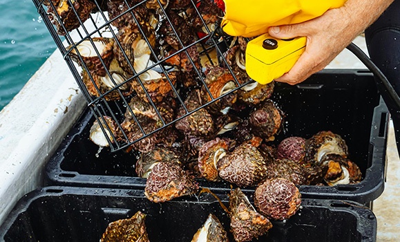 Community acceptance is key to developing shellfish farms in Canada ...