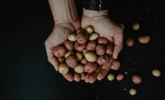 Potato power: How philanthropic collaboration elevates research in ...