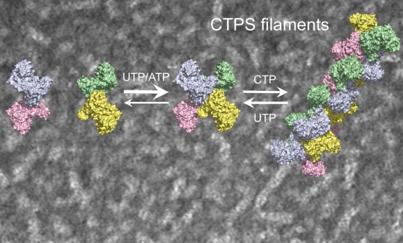 Protein Assembly Research Team - Dalhousie University
